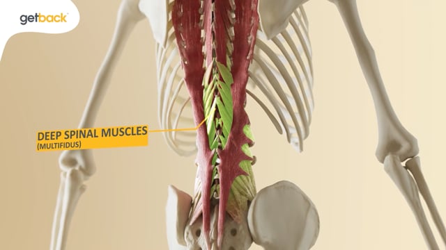 The Multifidus Muscle: A Key Player in Back Pain - David Health